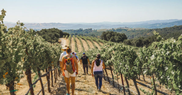 Wine Tour Transportation Planning - Toast Tours